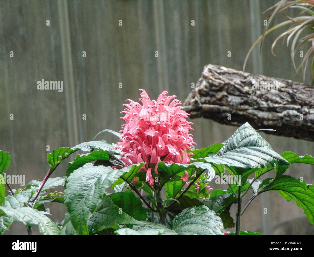 Justicia carnea flower at the botanical garden Stock Photo - Alamy