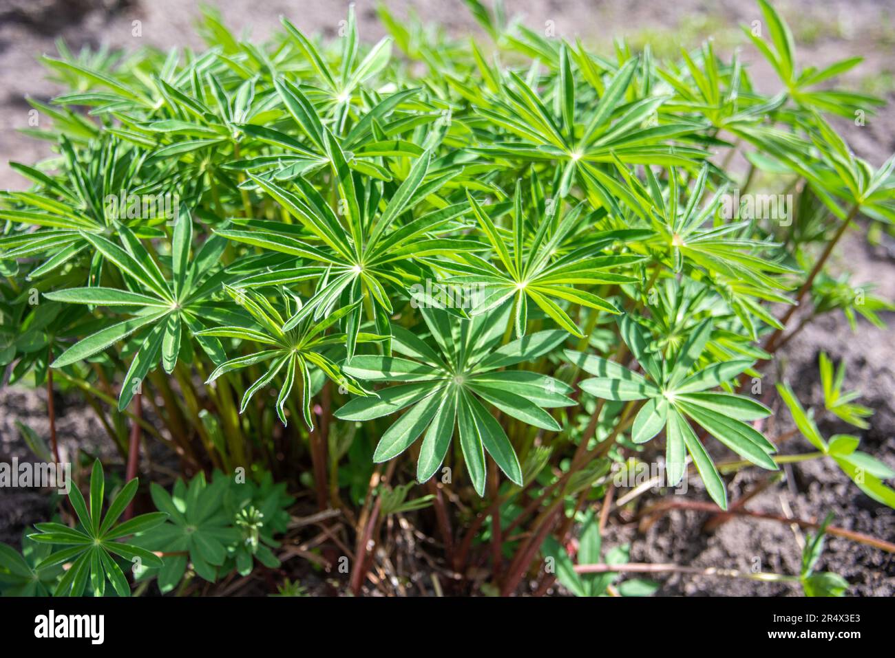 Lupine flower sprouts before flowering in early spring. Garden, rural ...