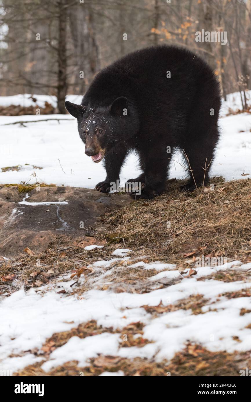 Black Bear (Ursus americanus) Hunched Over Looks Out Mouth Open Winter ...