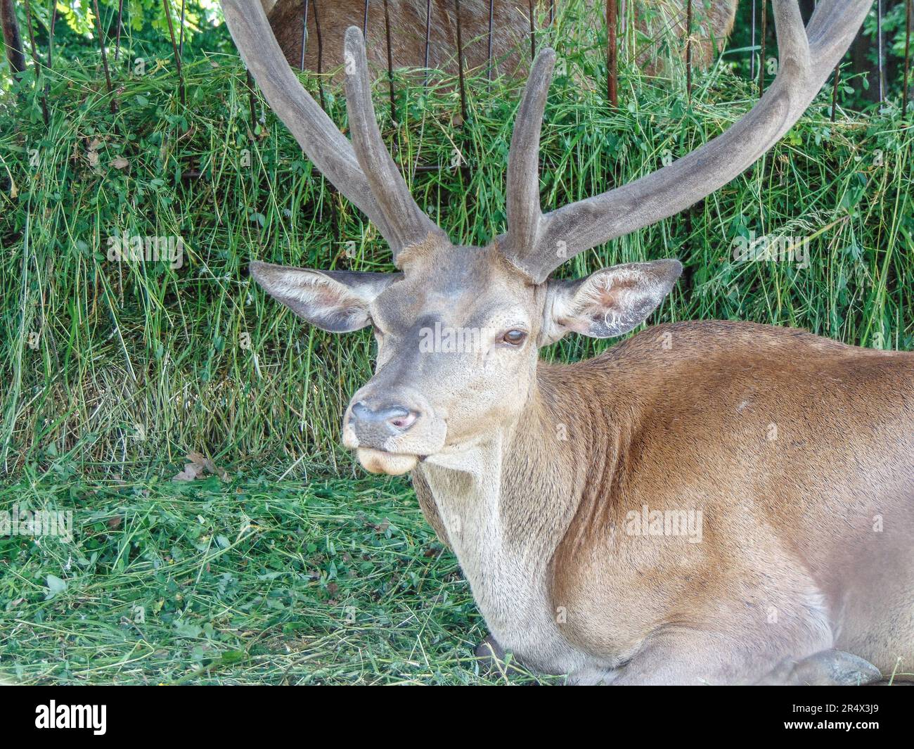 A stag is sitting. In Romania Stock Photo - Alamy