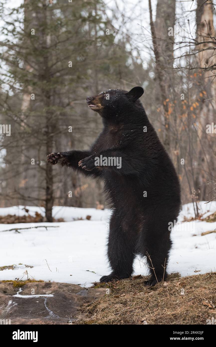 Bear on back legs hi-res stock photography and images - Alamy