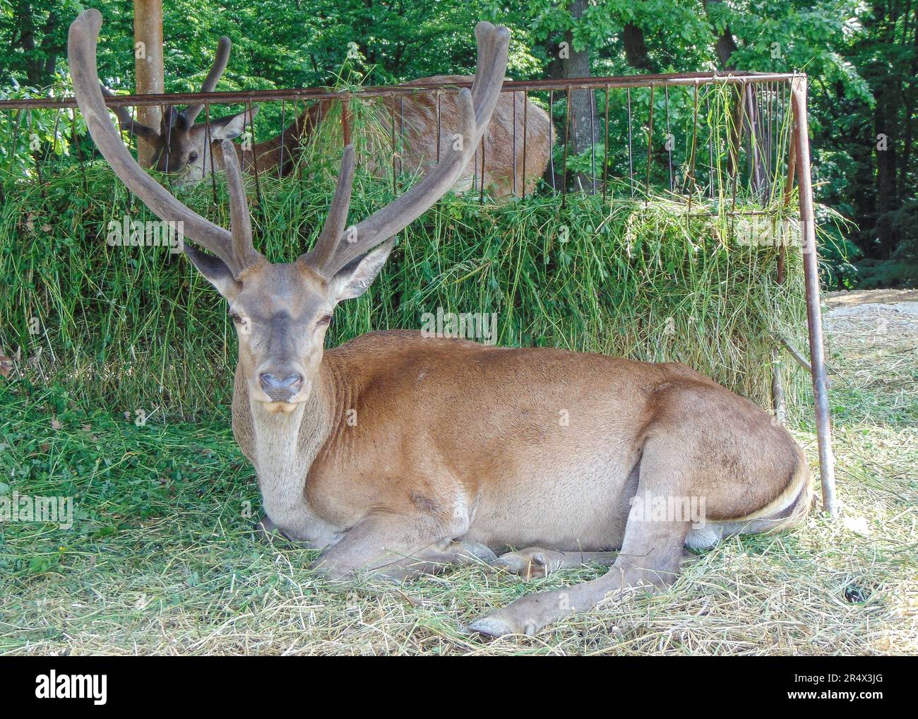 A stag is sitting. In Romania Stock Photo - Alamy