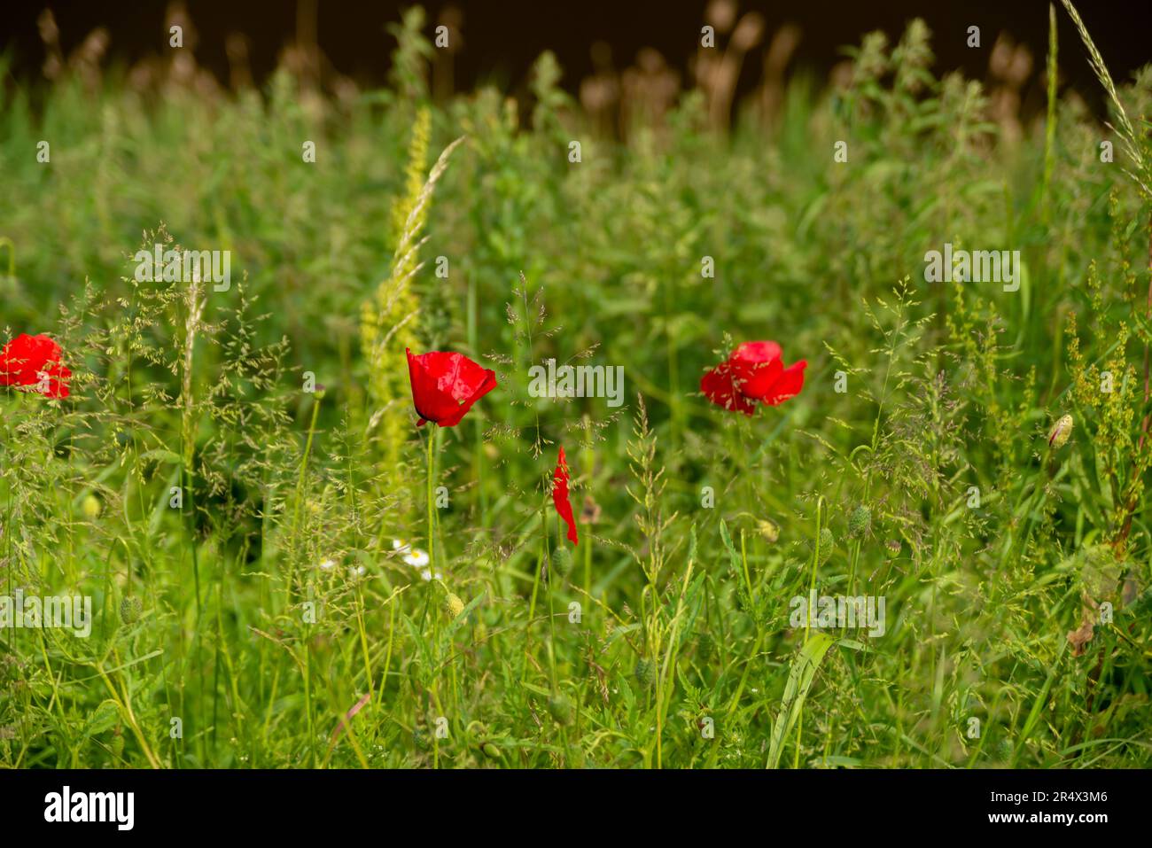 Legion of zoom hi-res stock photography and images - Alamy