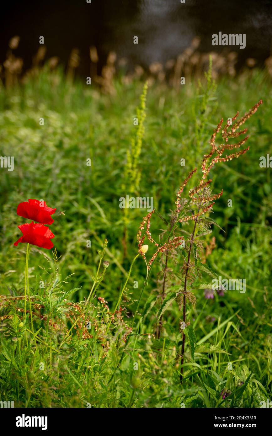 View over beautiful green and yellow meadow landscape and meadow field ...