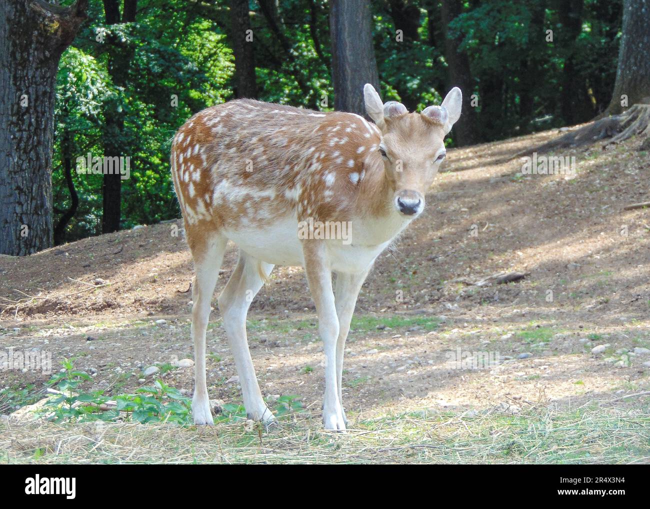 Little deer in the forest in Romania Stock Photo - Alamy
