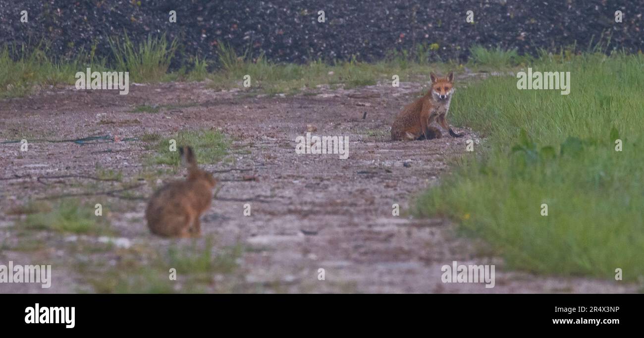 Fox And Hare Stock Photo - Alamy