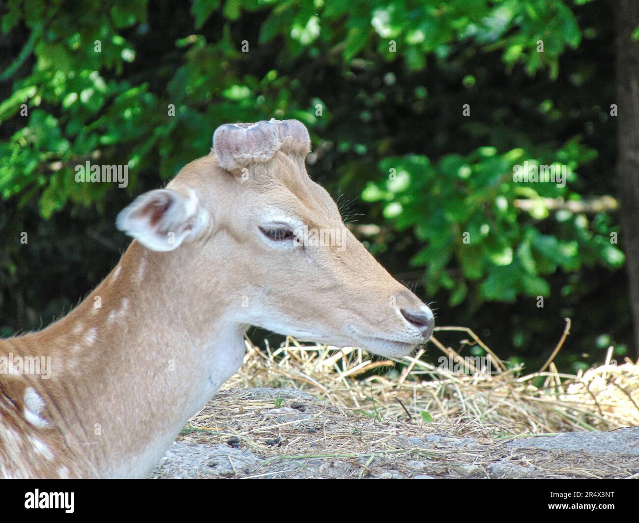 Little deer in the forest in Romania Stock Photo - Alamy