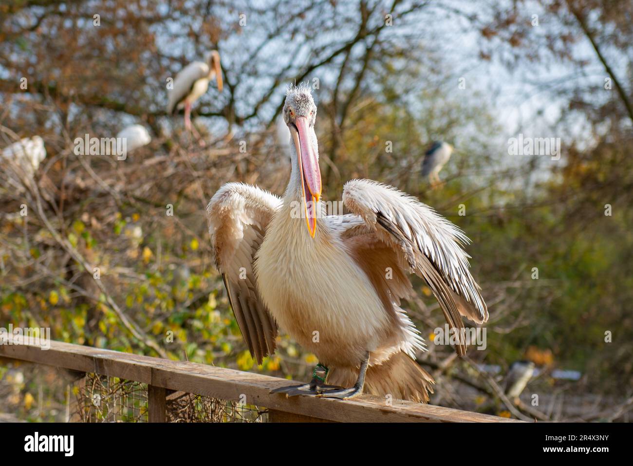 One big beautiful pelican spread its wings at the zoo Stock Photo - Alamy