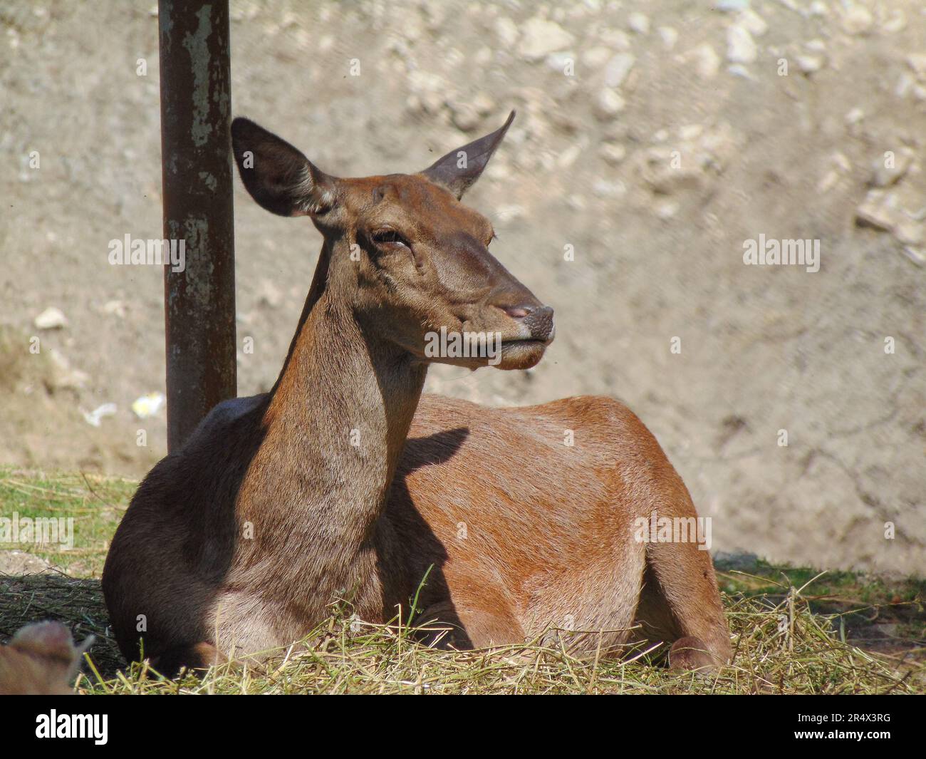 A doe is sitting. In Romania Stock Photo - Alamy