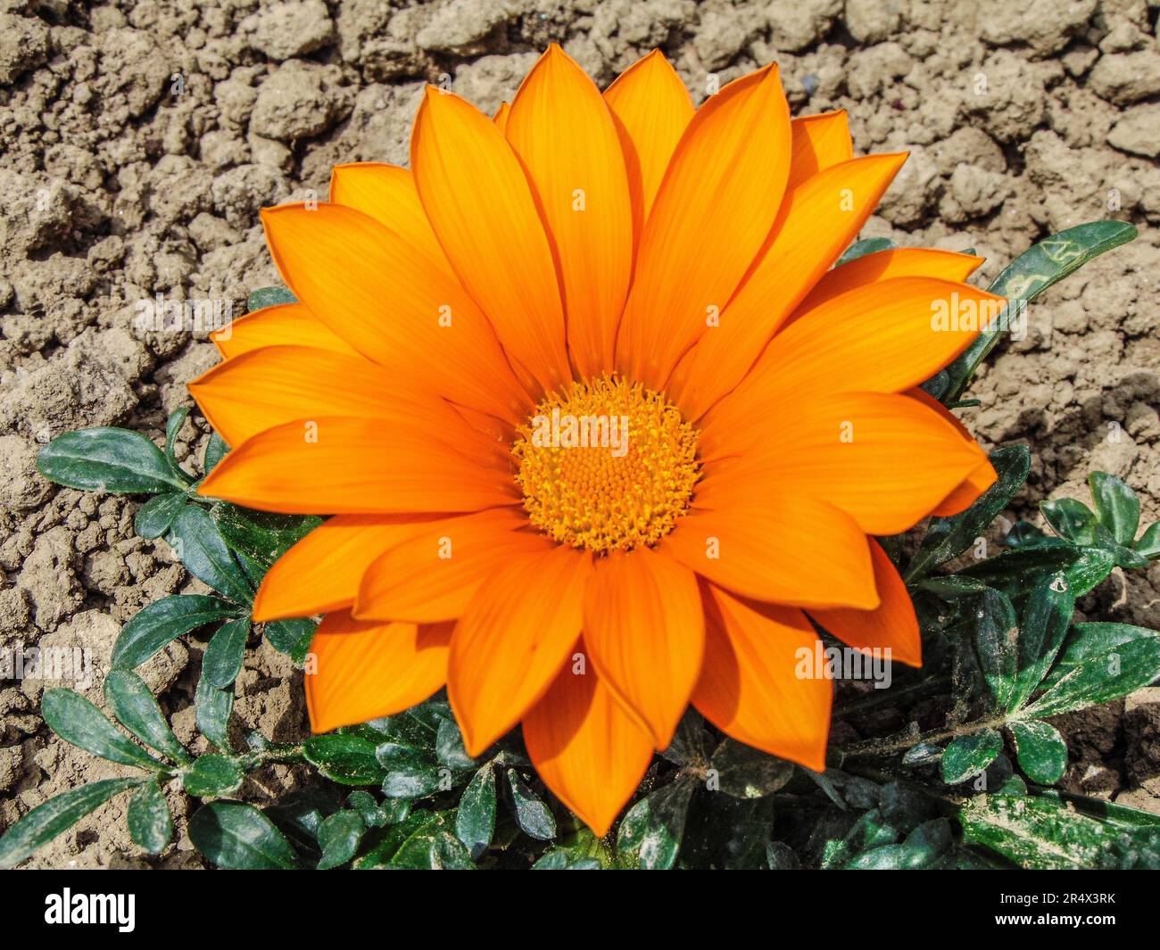 Orange treasure flower. Gazania rigens Stock Photo - Alamy