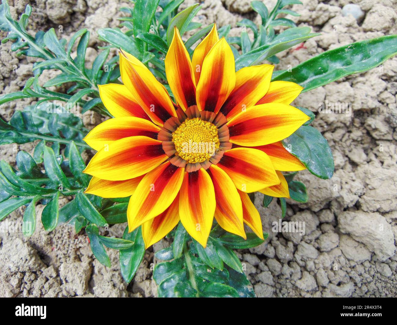 Treasure flower in Romania. Gazania rigens Stock Photo - Alamy