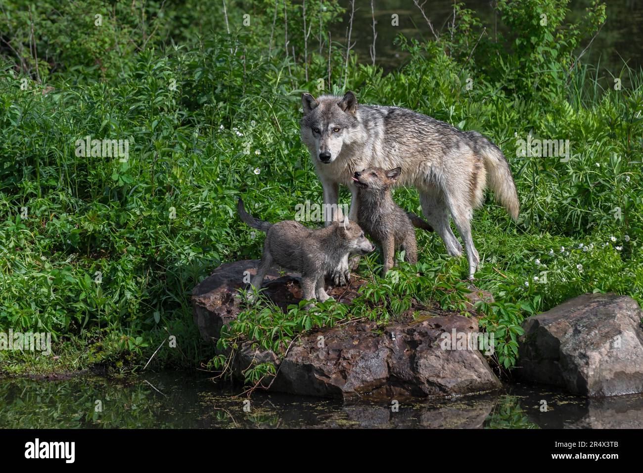 Grey Wolf Pup (Canis lupus) Looks Up at Adult Tongue Out Summer - captive animals Stock Photo ...