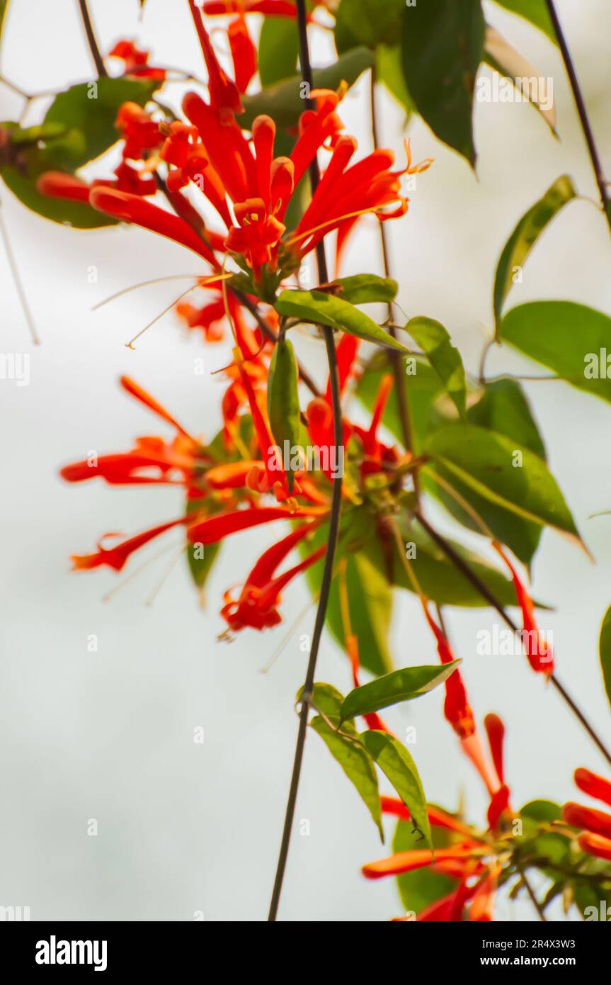 Himalayan mountains in springtime hi-res stock photography and images ...