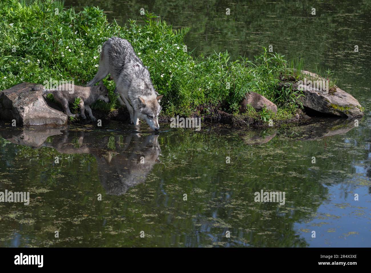 Grey Wolf Adult and Pup (Canis lupus) at Edge of Island Reflected ...
