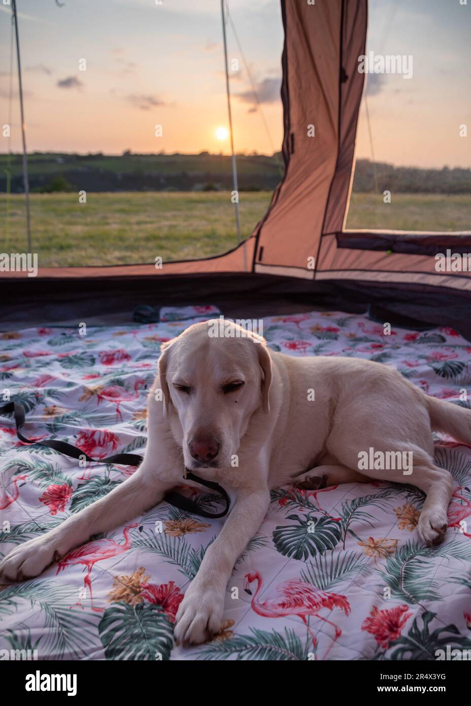 Labrador and sunset hi-res stock photography and images - Alamy