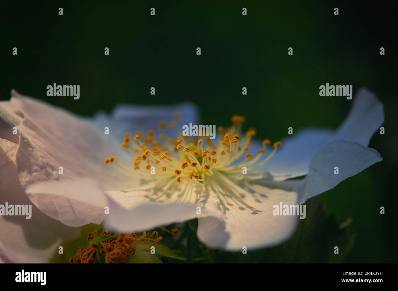 Closeup Dog rose (Rosa canina) flower in Morning Forest Stock Photo - Alamy