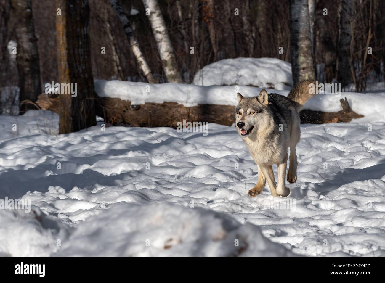 Grey wolf tail up hi-res stock photography and images - Alamy
