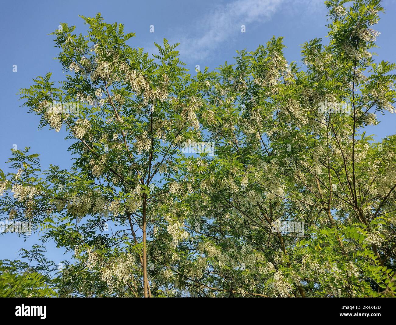 Black locust tree in bloom. Robinia pseudoacacia Stock Photo - Alamy
