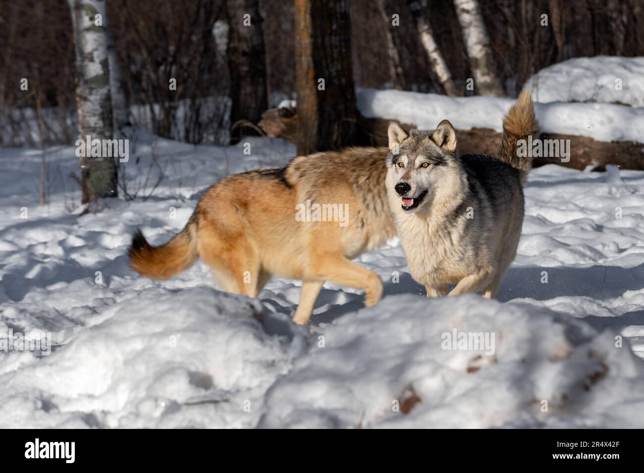 Grey wolf tail up hi-res stock photography and images - Alamy