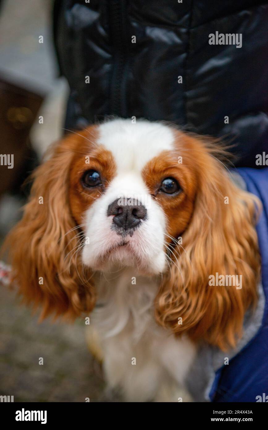 One red dog with a white muzzle looking ahead Stock Photo - Alamy