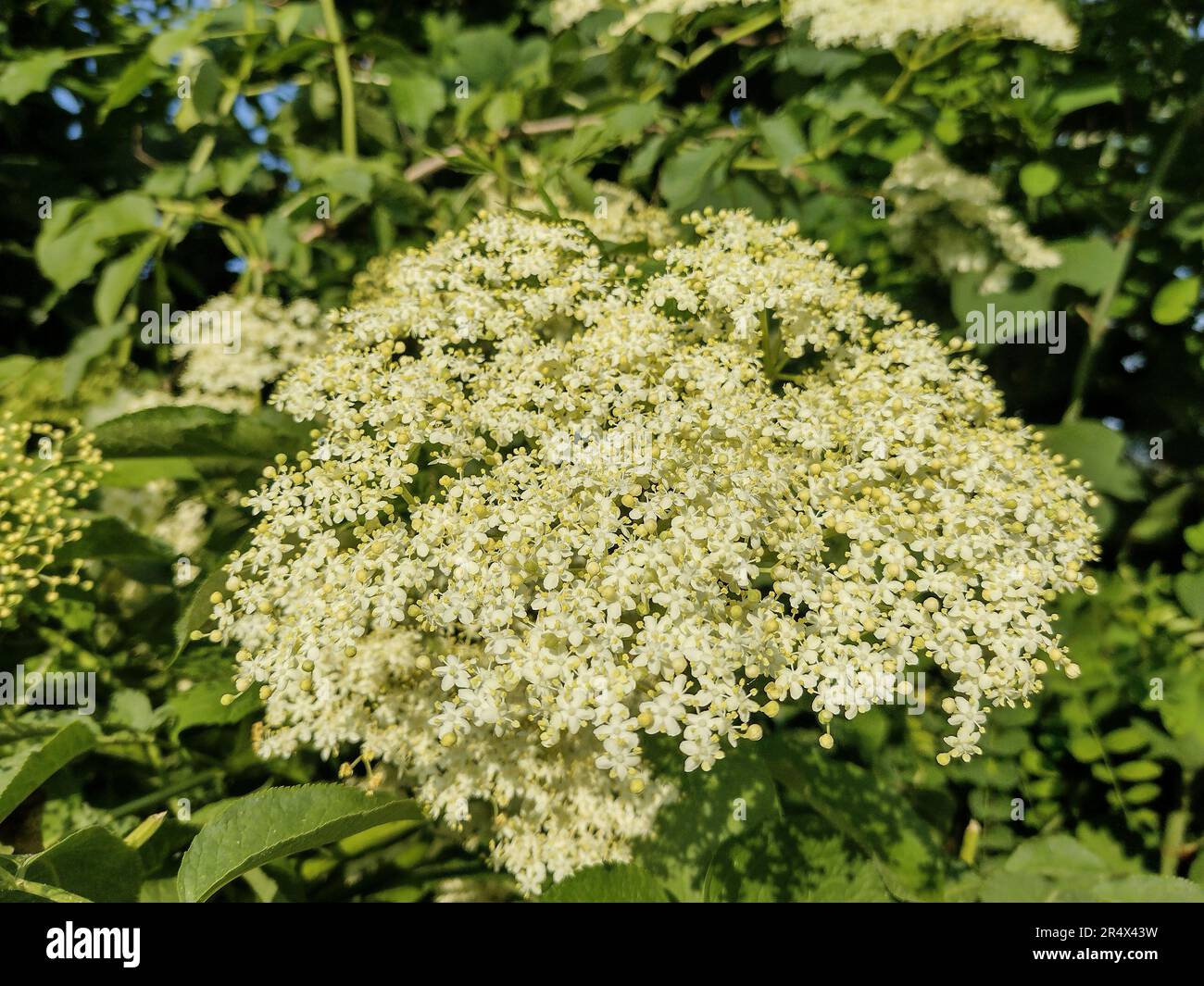 Common elderberry in Romania. Sambucus Stock Photo - Alamy