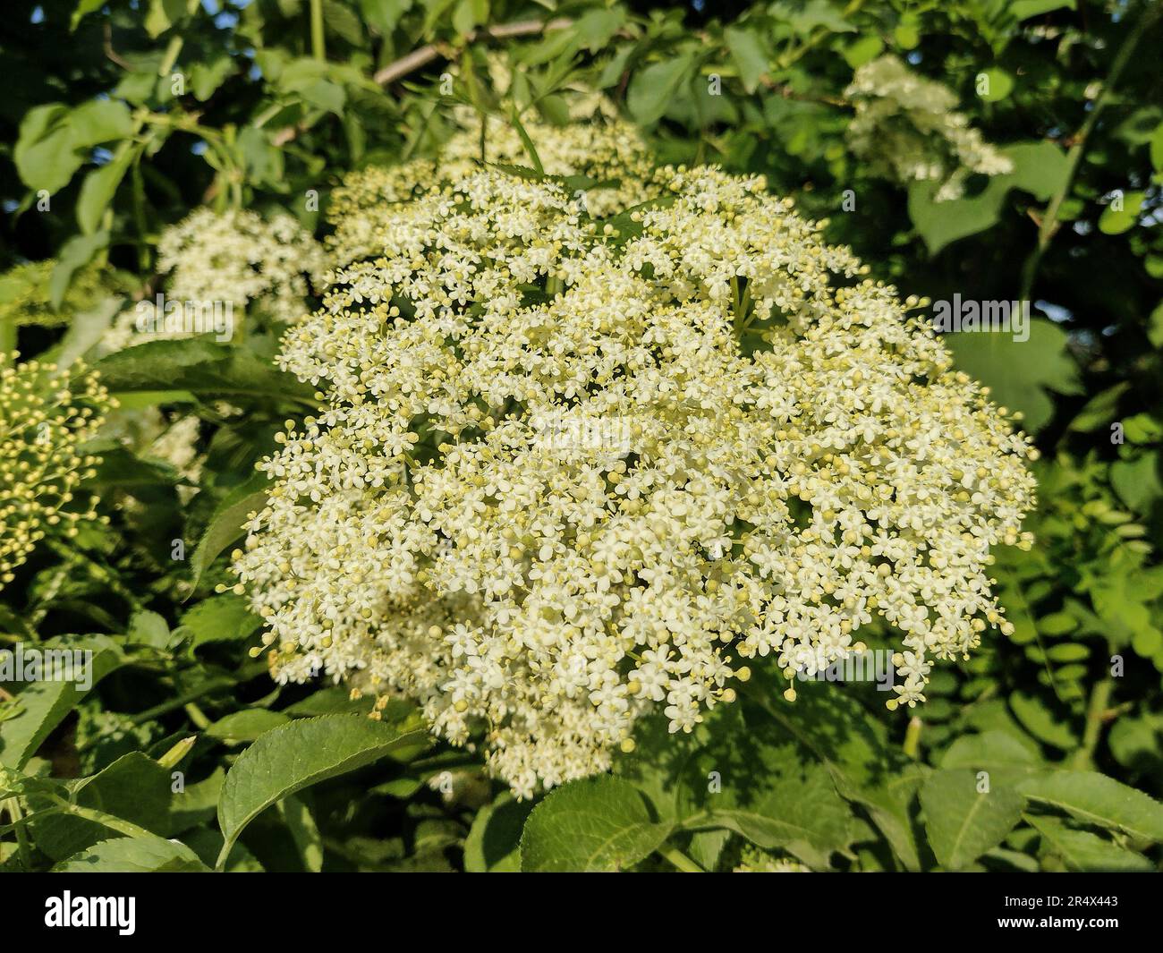 Common elderberry in Romania. Sambucus Stock Photo - Alamy