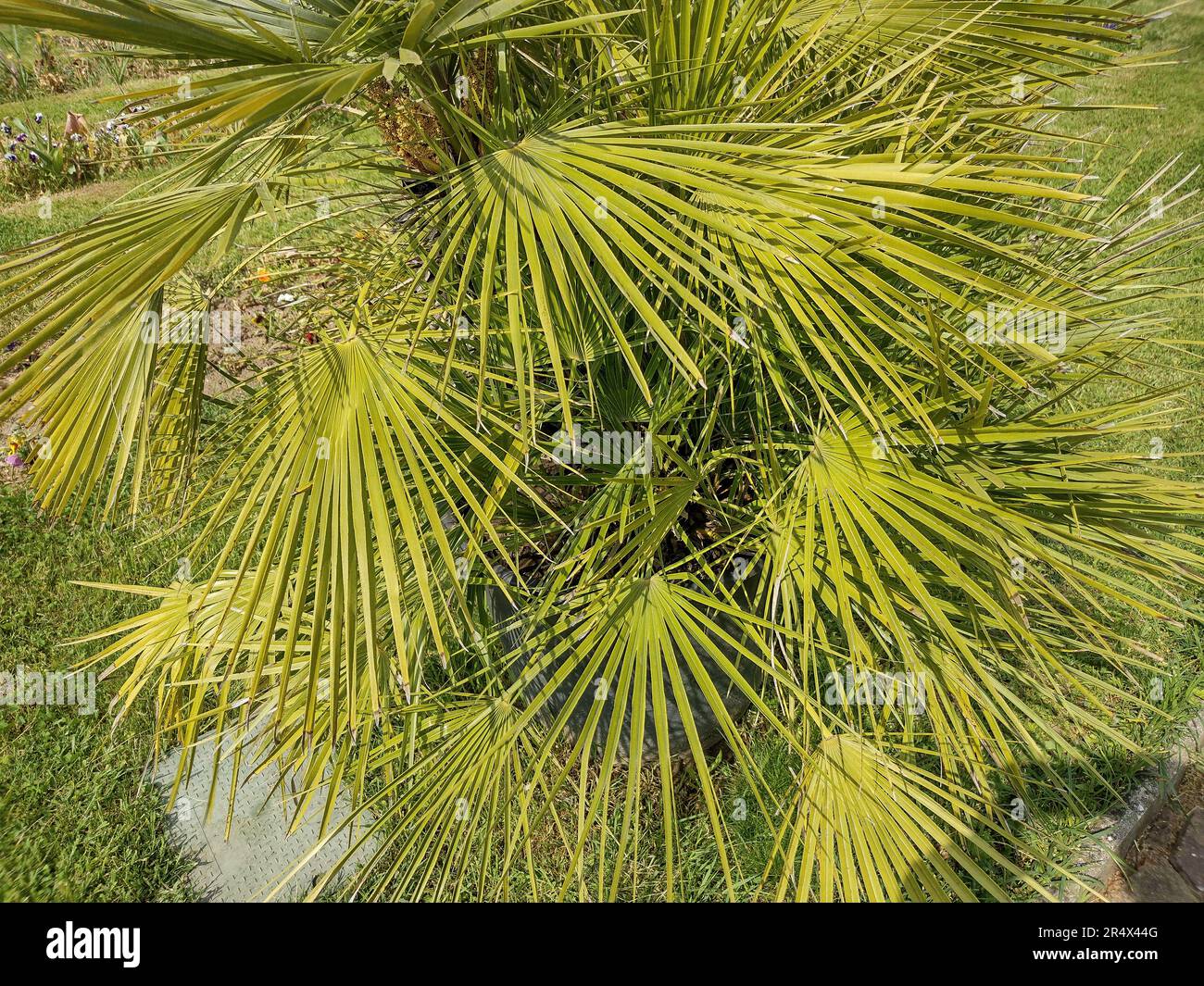 Chamaerops humilis palm. Macro view Stock Photo - Alamy