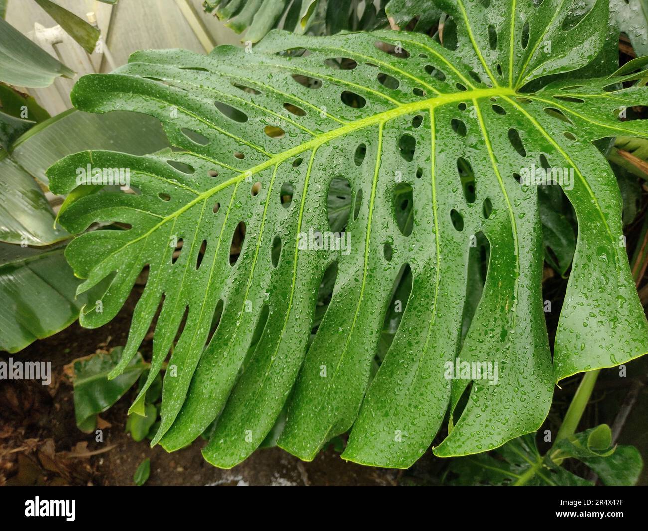 Swiss cheese plant. Monstera deliciosa plant Stock Photo - Alamy