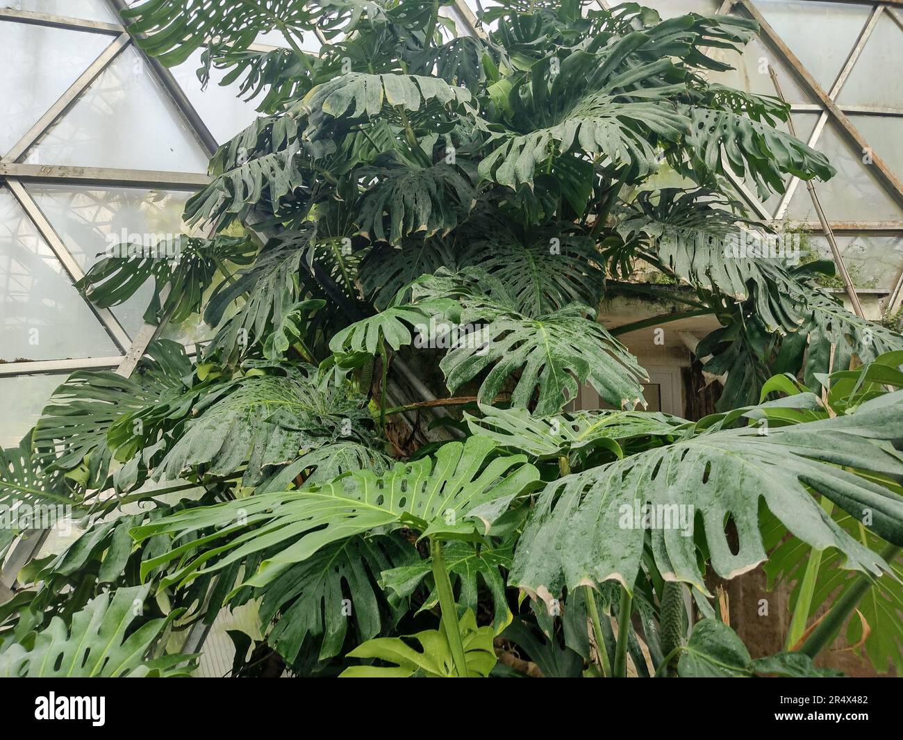 Swiss cheese plants at the botanical garden. Monstera deliciosa plant ...