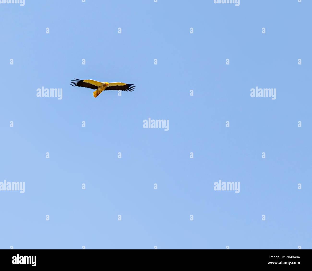 A Egyptian vulture in flight in blue sky Stock Photo - Alamy