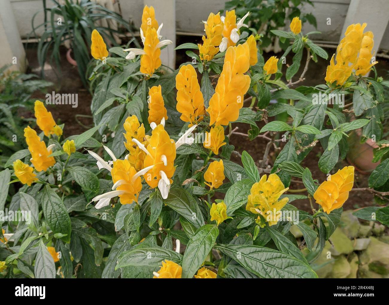 Pachystachys lutea plant with yellow flowers Stock Photo - Alamy