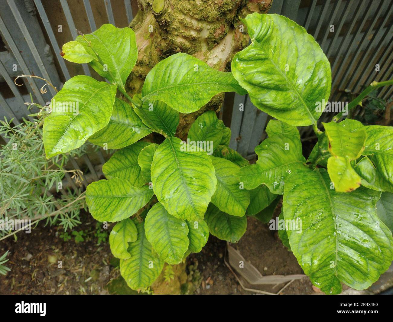 Lemon plant at the botanical garden. Citrus limon Stock Photo - Alamy