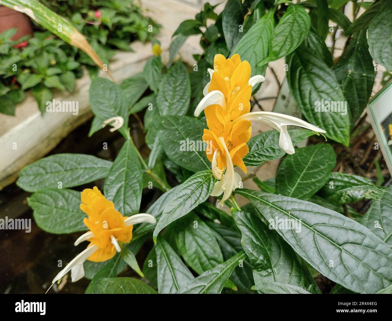 Pachystachys lutea plant with yellow flowers Stock Photo - Alamy