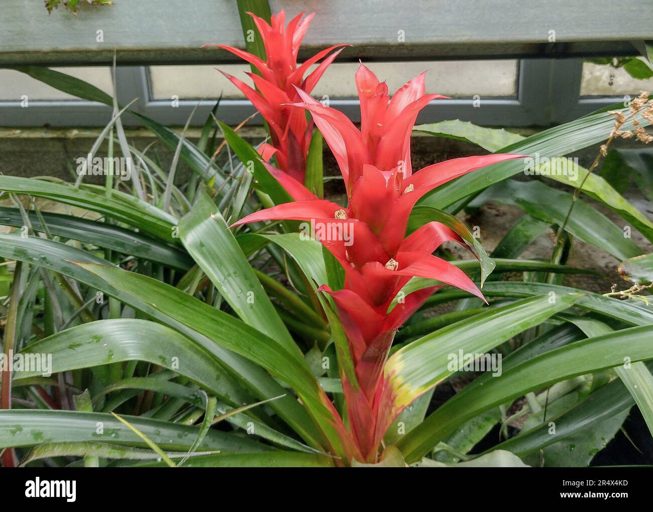 Scarlet star airplant with flower. Guzmania lingulata Stock Photo - Alamy
