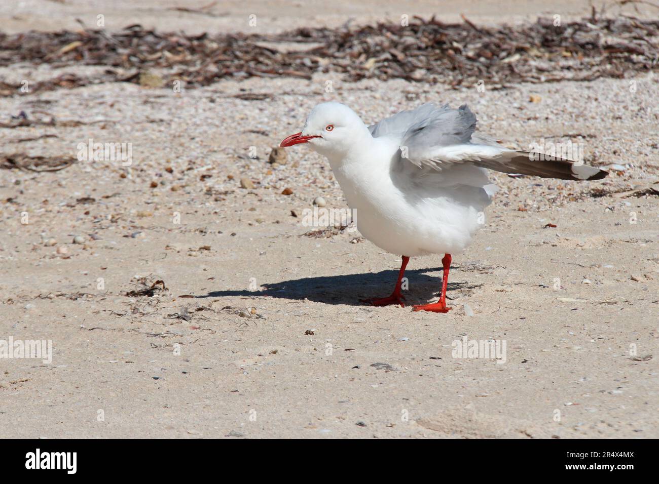 Oiseau australien hi-res stock photography and images - Alamy