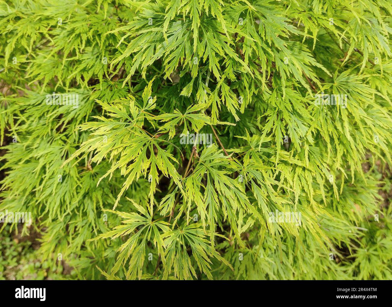 Green acer palmatum hi-res stock photography and images - Alamy