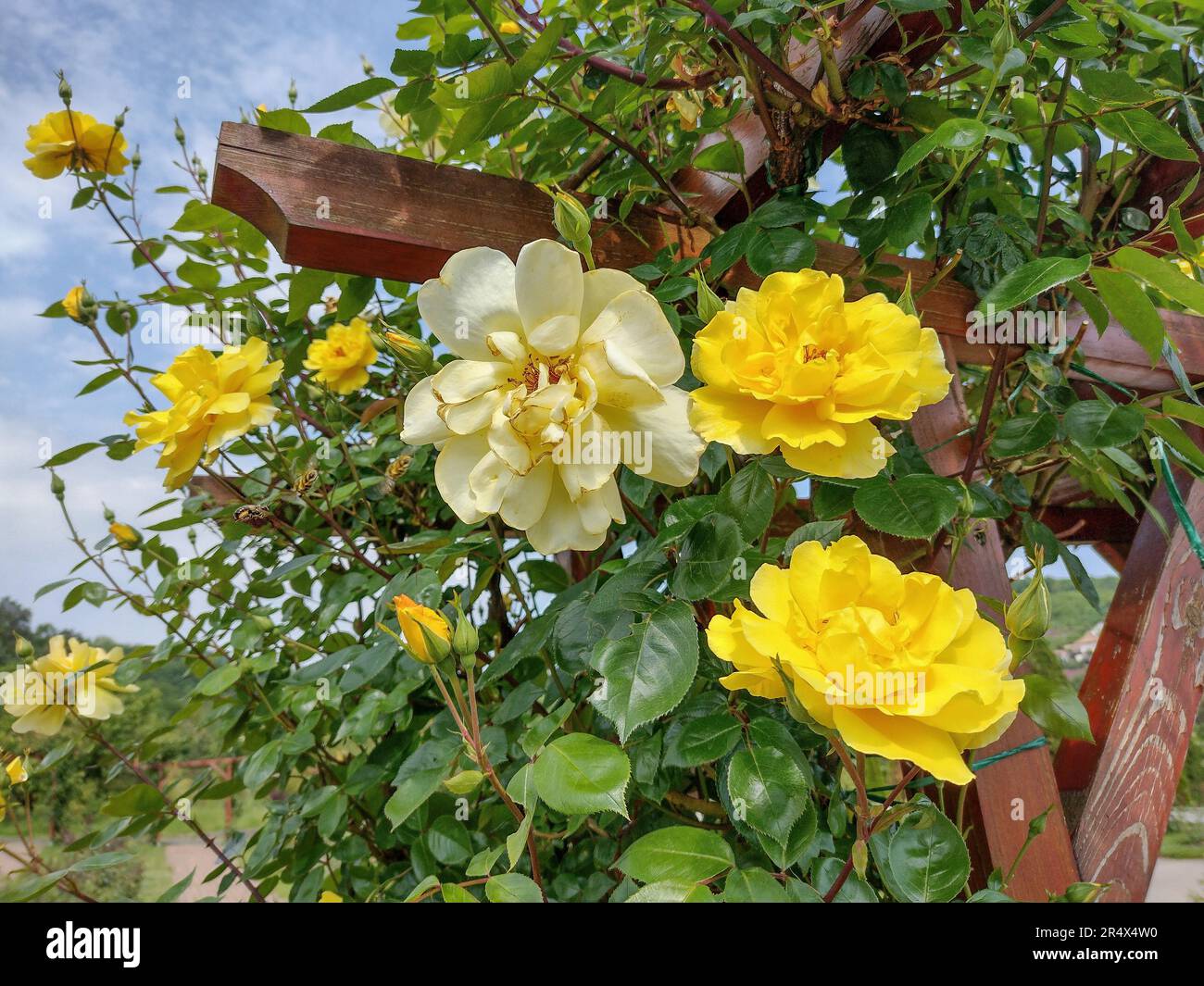 Yellow roses in Romania. Flowers Stock Photo - Alamy