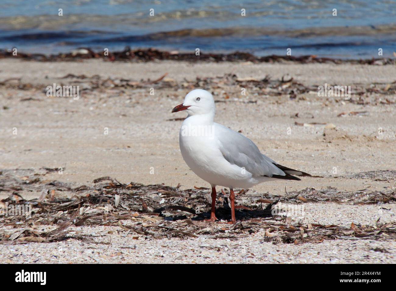 Oiseau australien hi-res stock photography and images - Alamy