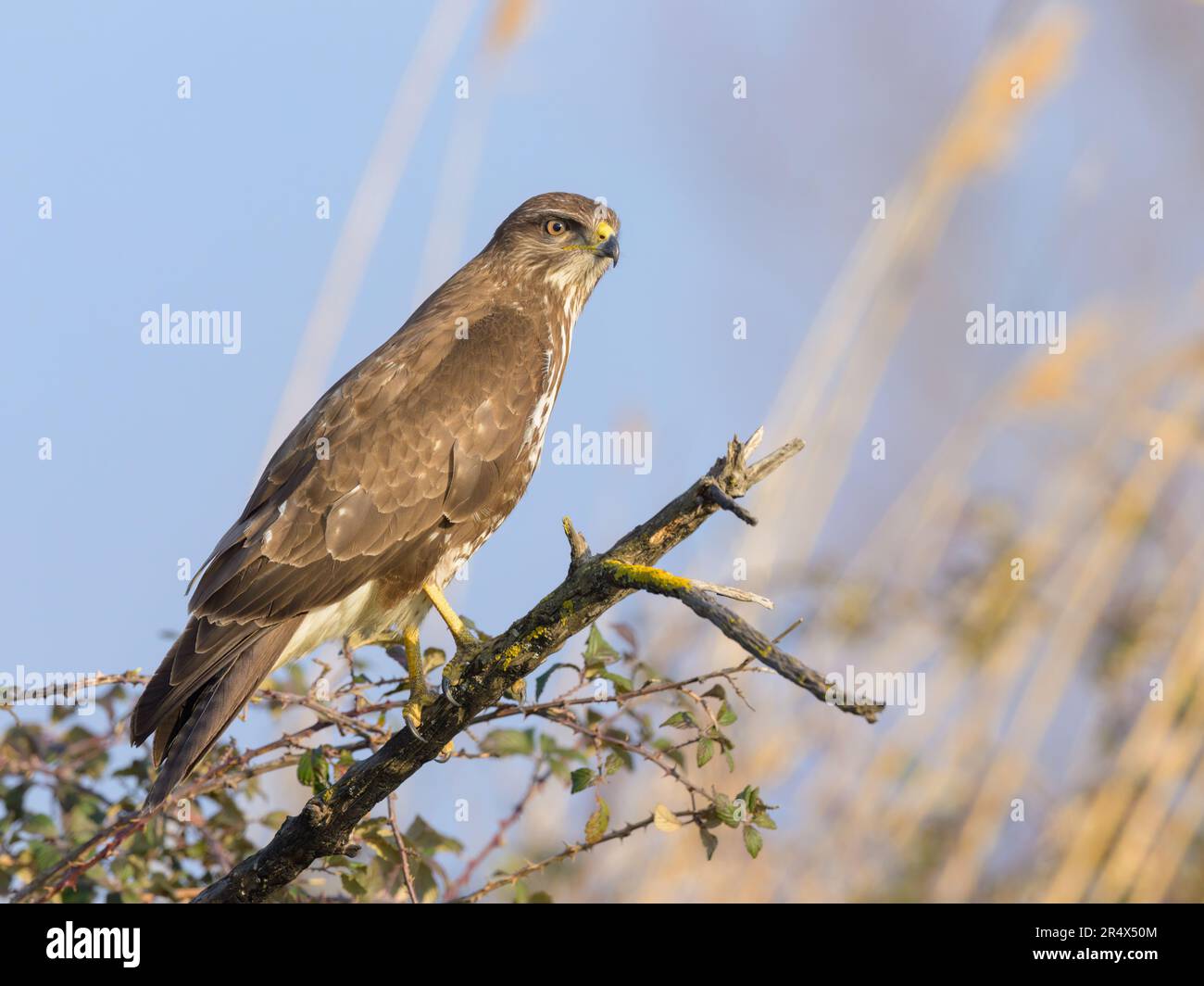 A Common Buzzard sitting on a tree, sunny day in springtime in Camargue ...