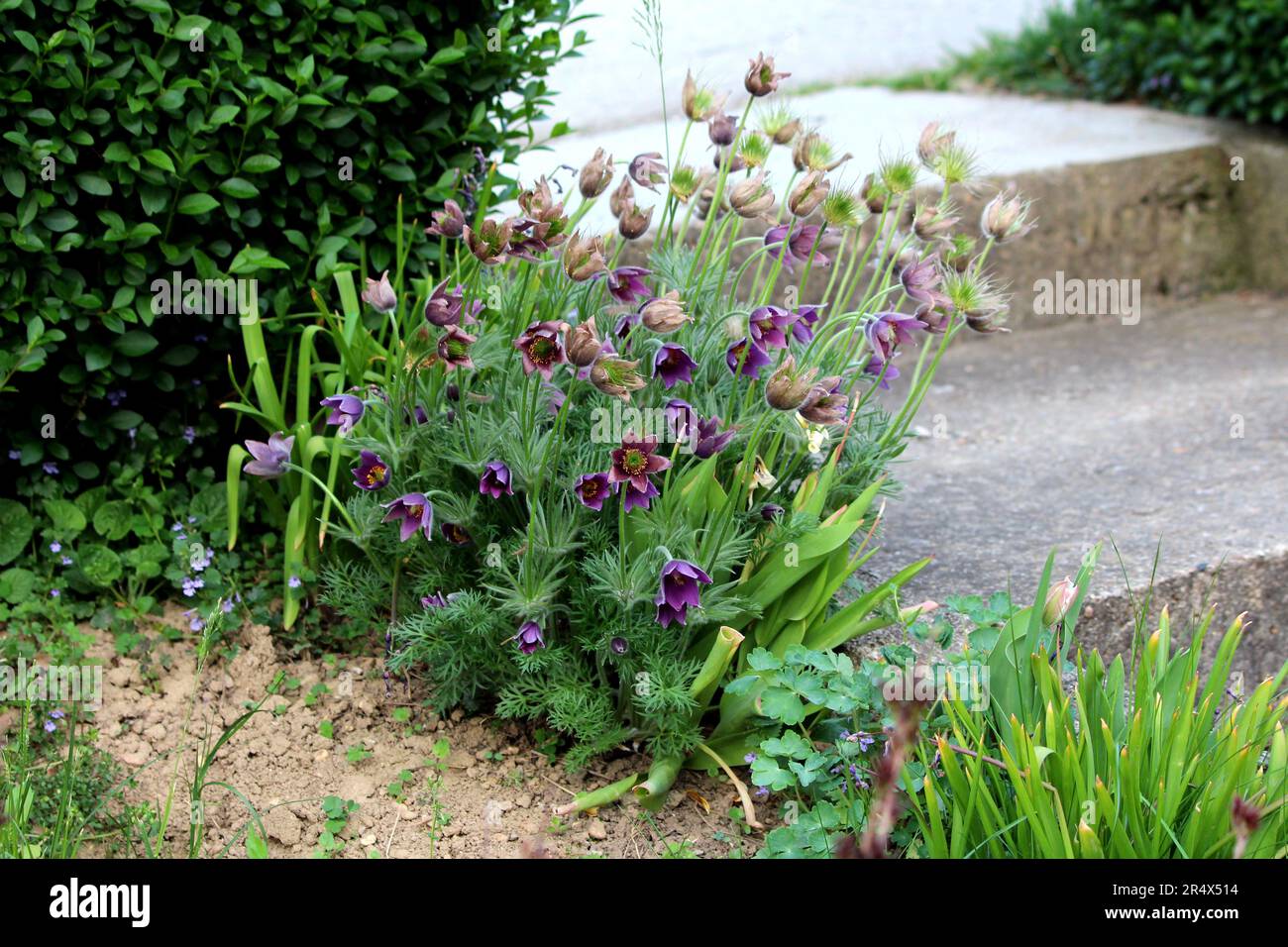 Pulsatilla vulgaris or Pasque flower or Pasqueflower or European ...