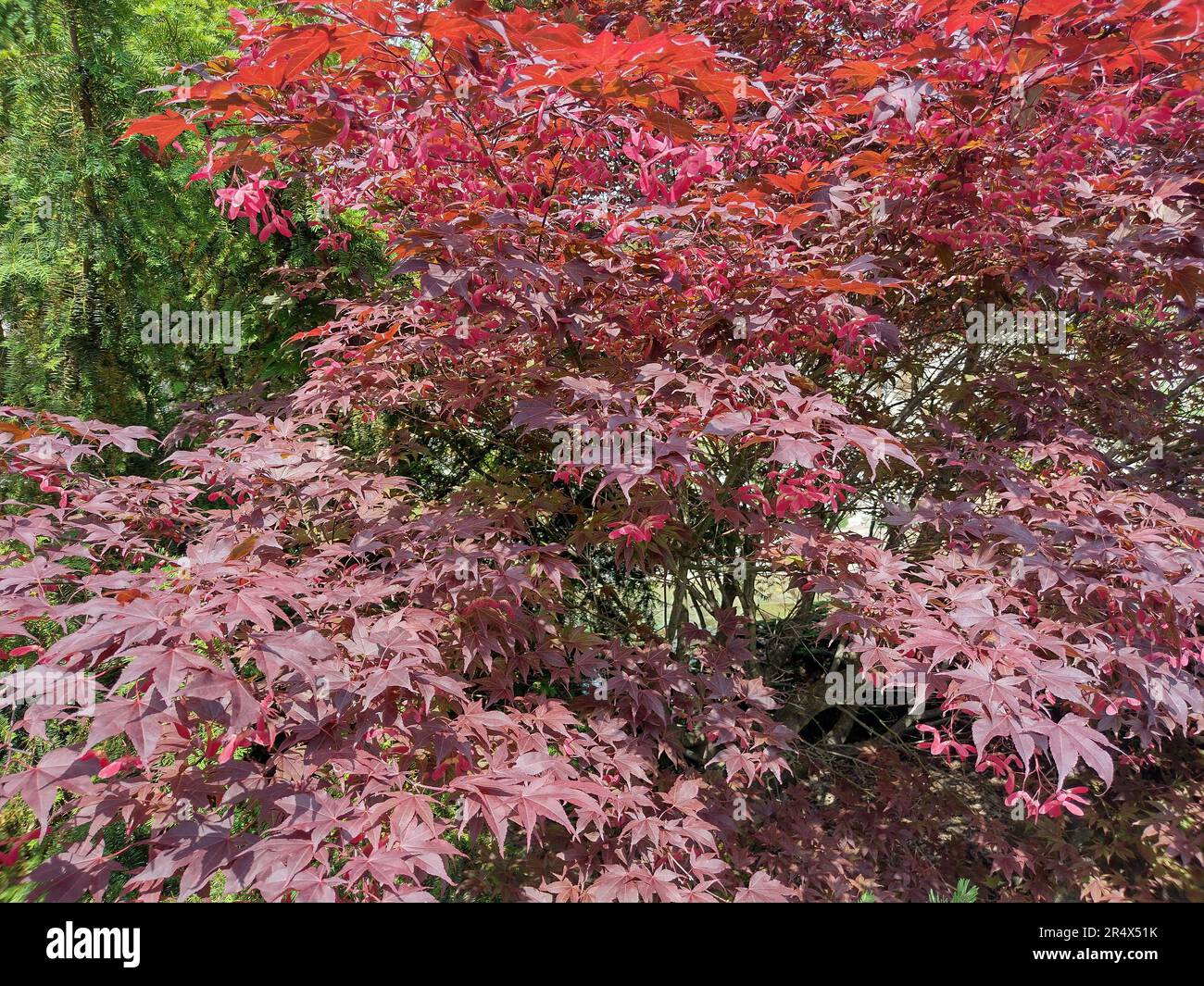 Red Japanese maple. Acer palmatum Stock Photo - Alamy