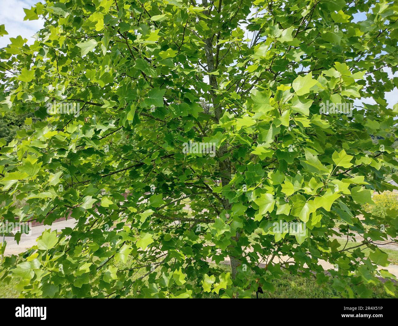 The tulip tree in Romania. Liriodendron tulipifera Stock Photo - Alamy