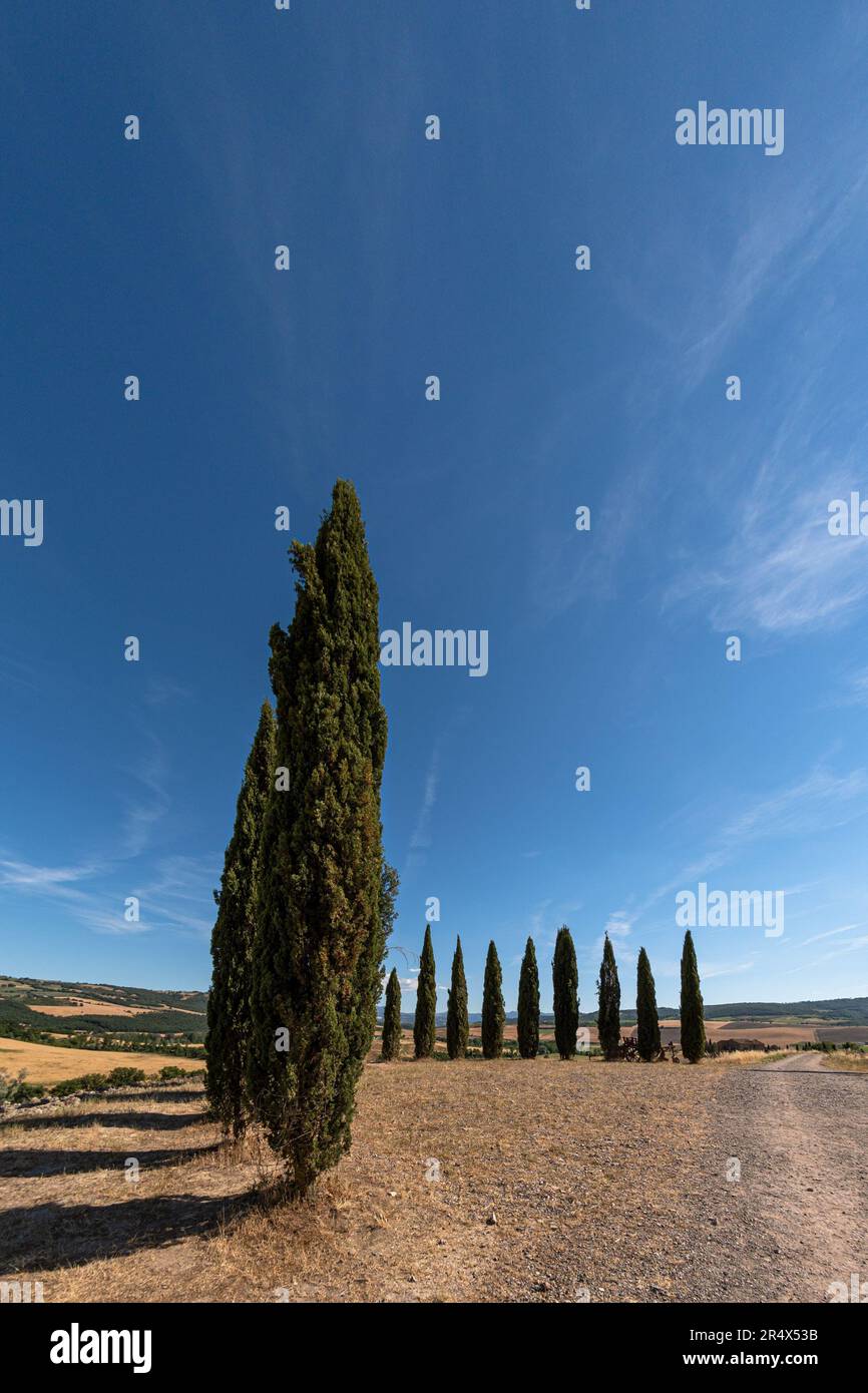 Tuscan landscape with road and cypresses Stock Photo - Alamy