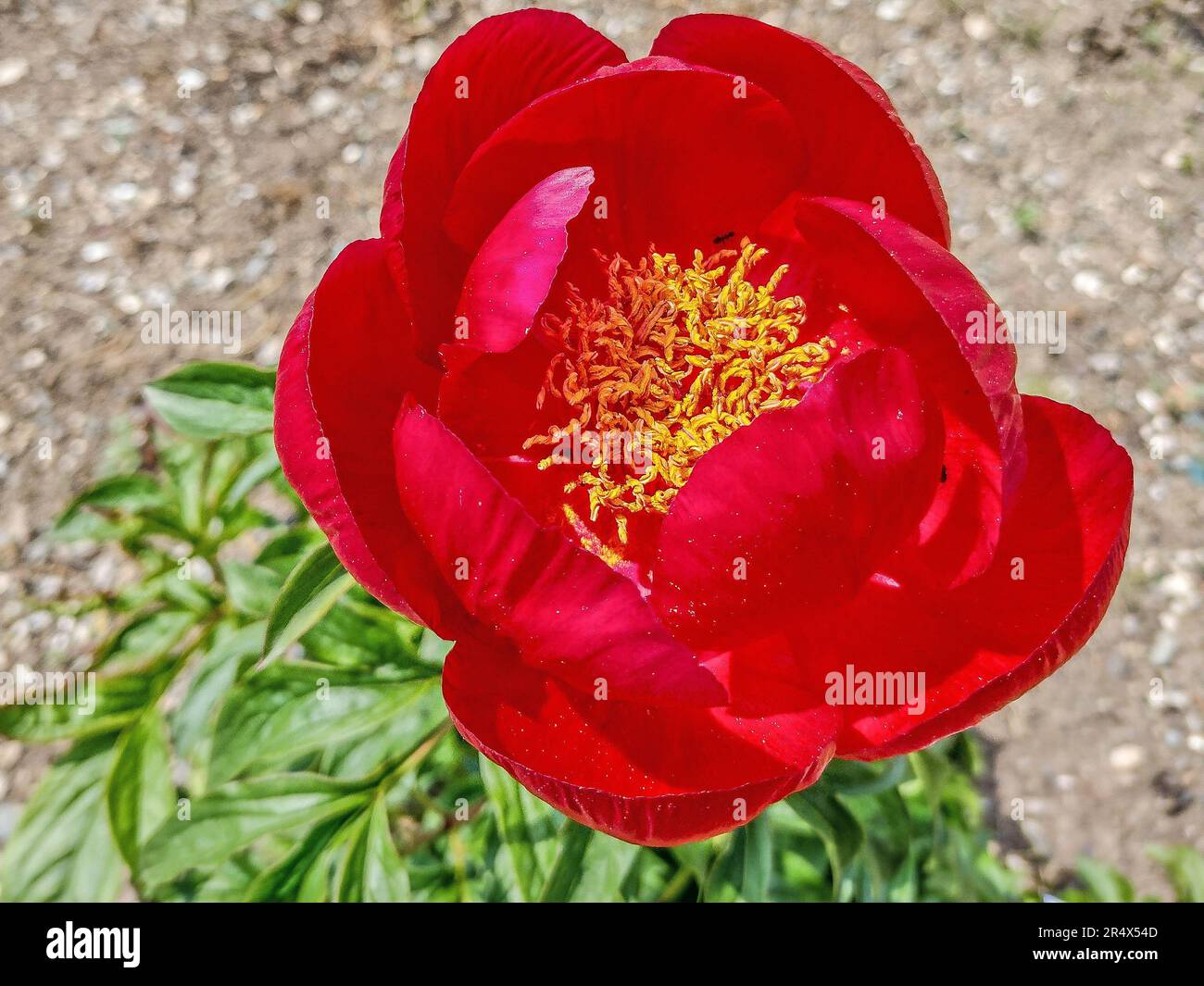Peony flower in Romania. Paeonia peregrina Stock Photo - Alamy