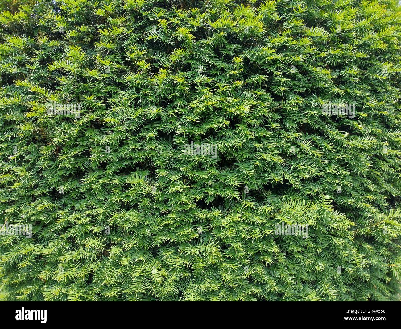 Ground-hemlock at the botanical garden. Taxus canadensis Stock Photo ...
