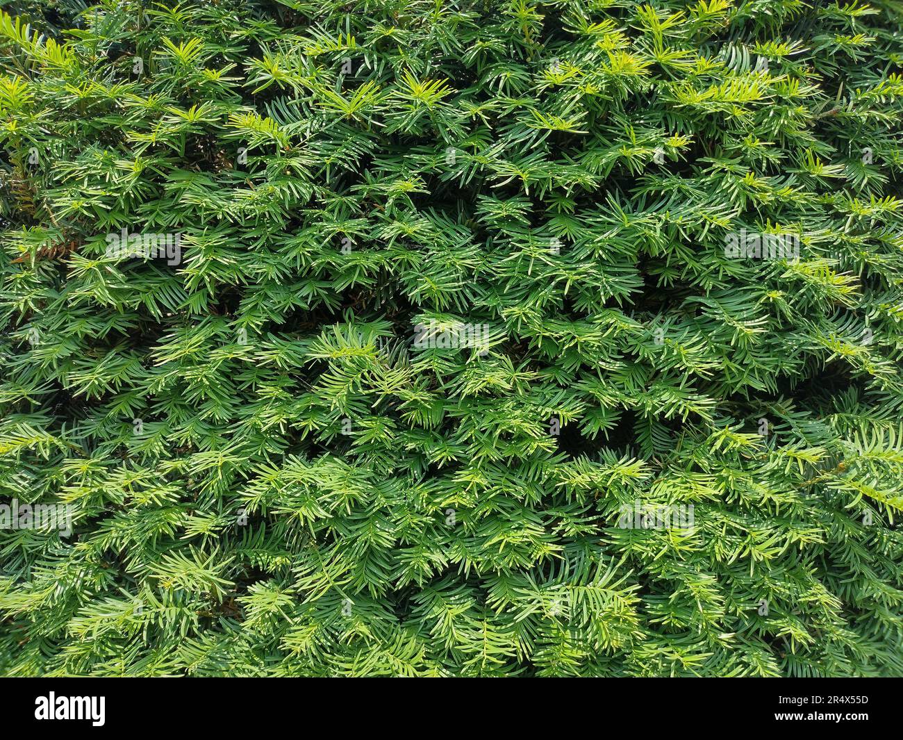 Ground-hemlock at the botanical garden. Taxus canadensis Stock Photo ...