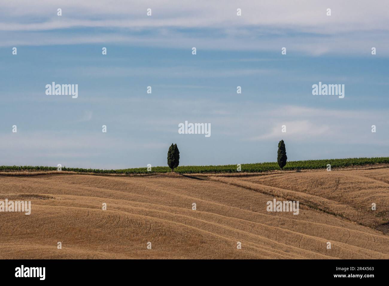 Tuscan landscape with cypress trees in summer Stock Photo - Alamy
