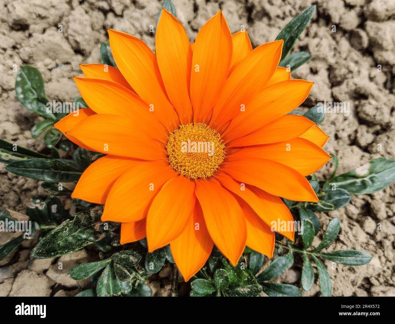 Orange treasure flower hi-res stock photography and images - Alamy