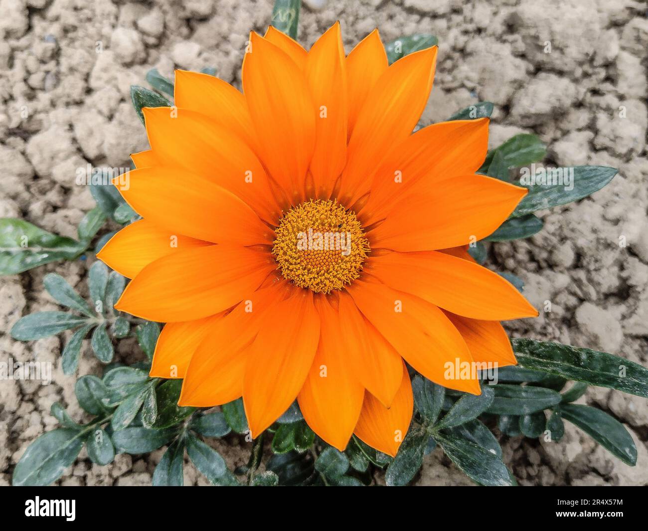 Orange treasure flower. Gazania rigens Stock Photo - Alamy