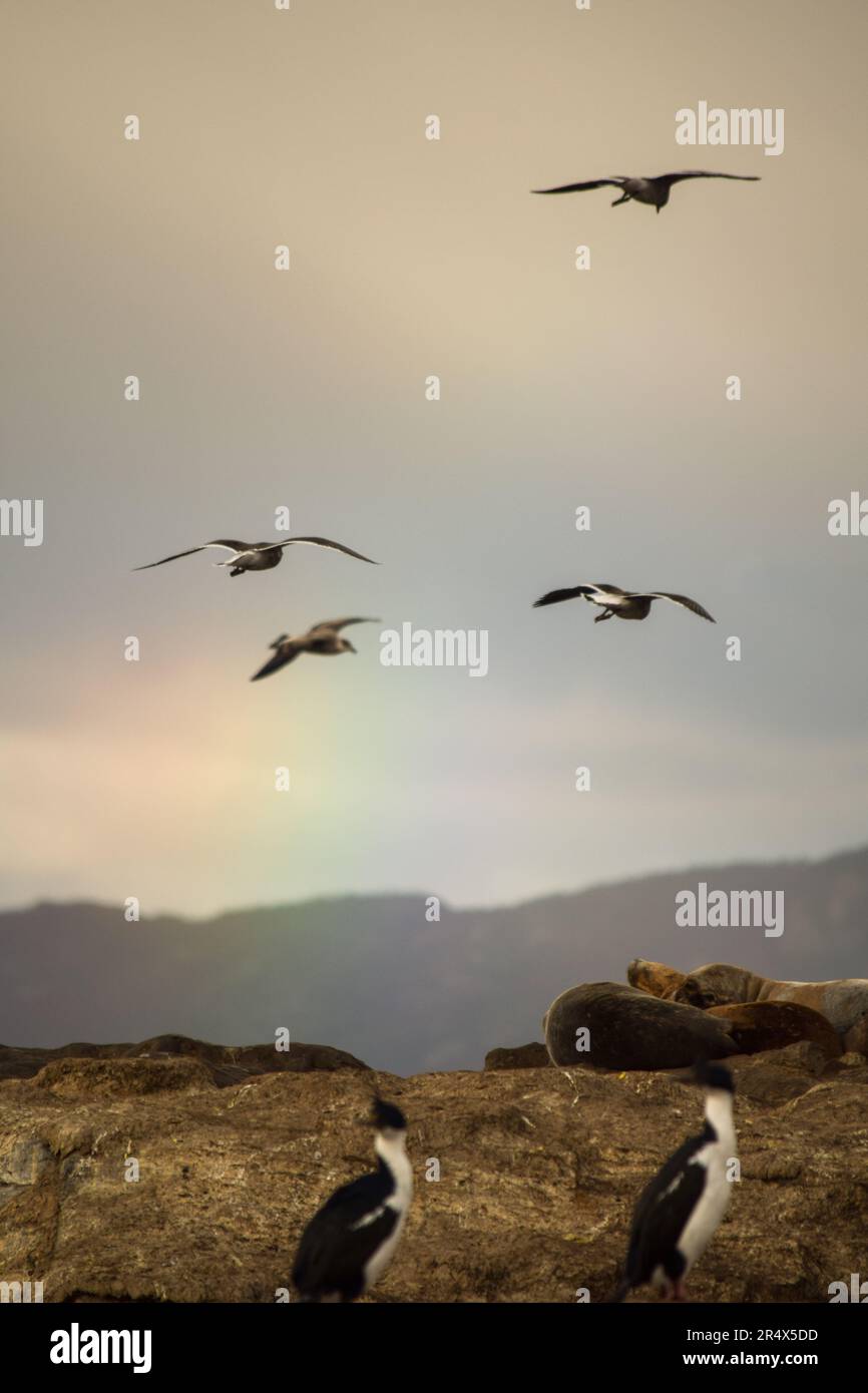 Beagle channel scenery hi-res stock photography and images - Alamy